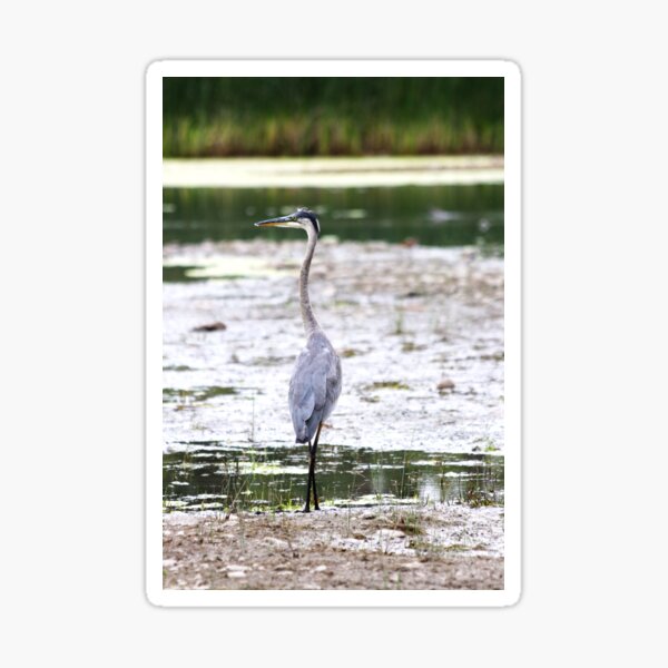 "Cross Your Legs" Sticker by alycetaylor | Redbubble