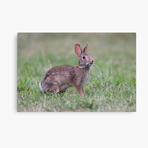 Cottontail Canvas Prints | Redbubble