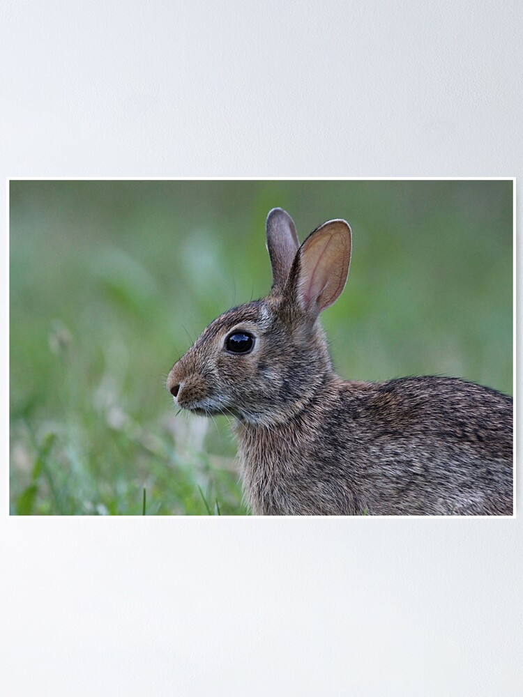 "Eastern Cottontail profile" Poster for Sale by backyardwonders | Redbubble