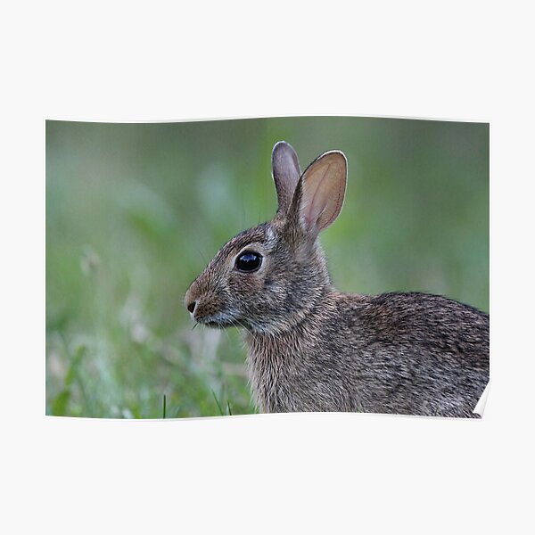 "Eastern Cottontail profile" Poster for Sale by backyardwonders | Redbubble