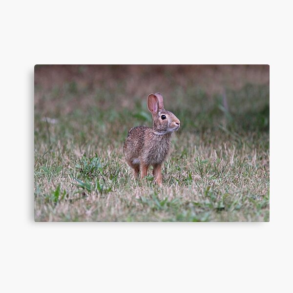 Cottontail Canvas Prints | Redbubble