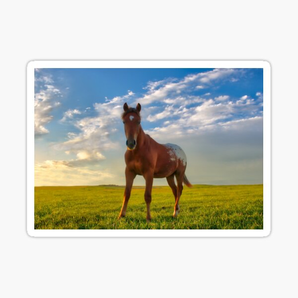 Yearling Merch & Gifts for Sale | Redbubble