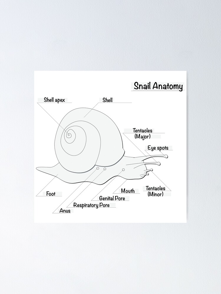 Snail Diagram