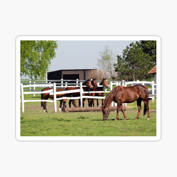 "horses in corral on ranch" Sticker for Sale by goceris | Redbubble