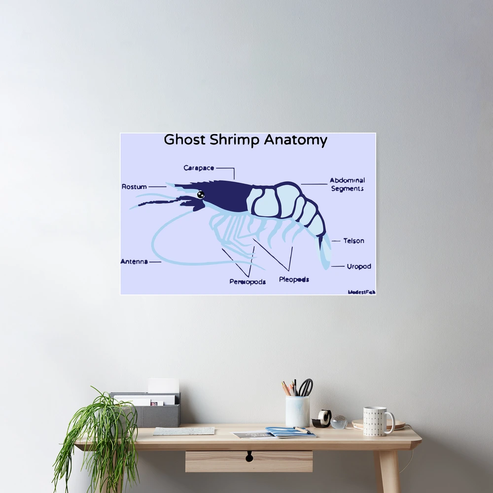 Ghost Shrimp Anatomy Frontiers | A New Species Of The Deep Sea