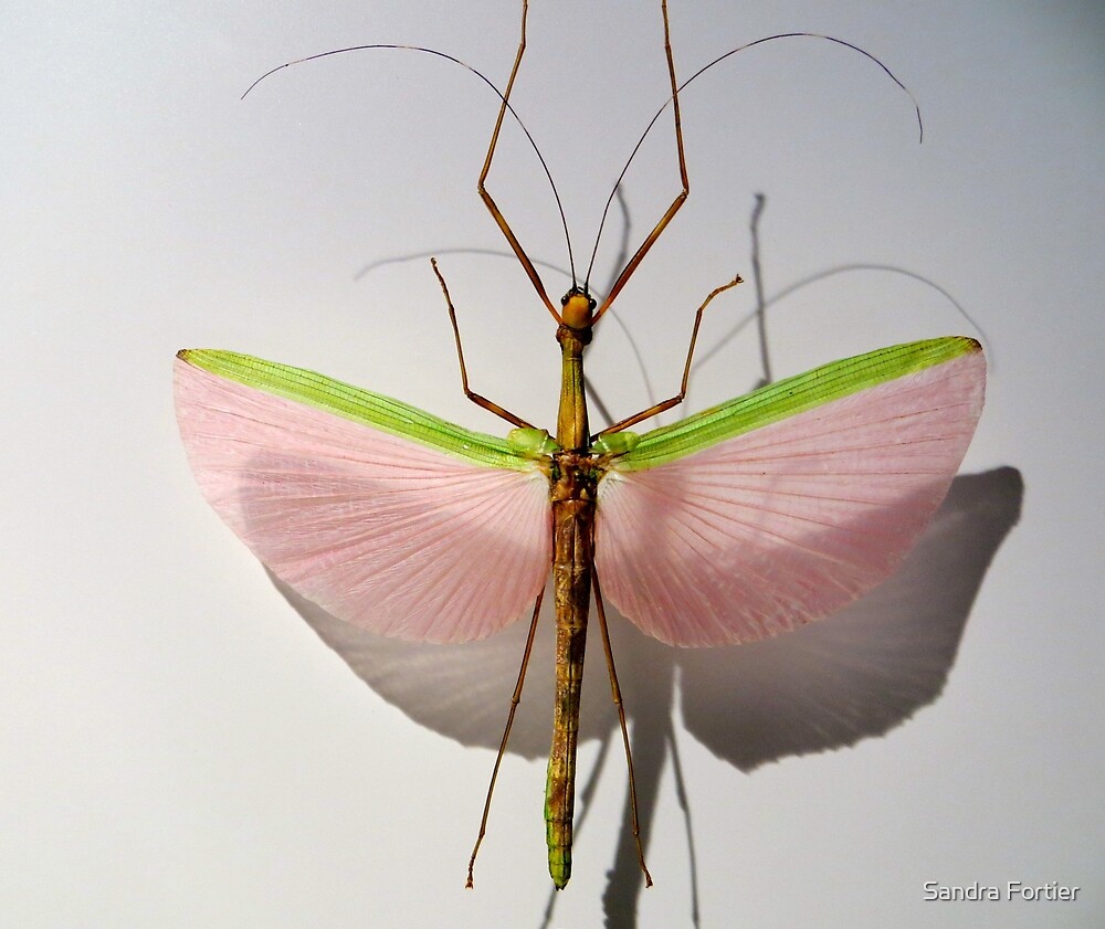 "Dance Ballerina" by Sandra Fortier | Redbubble