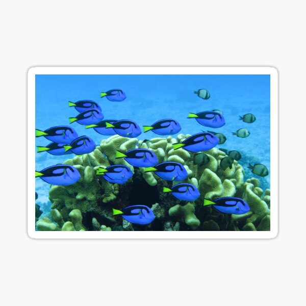 "Blue Tang" Sticker for Sale by neoniphon | Redbubble