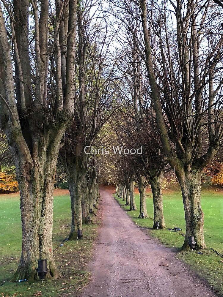 "Trees in Forres " Poster for Sale by chrisdwood7 | Redbubble
