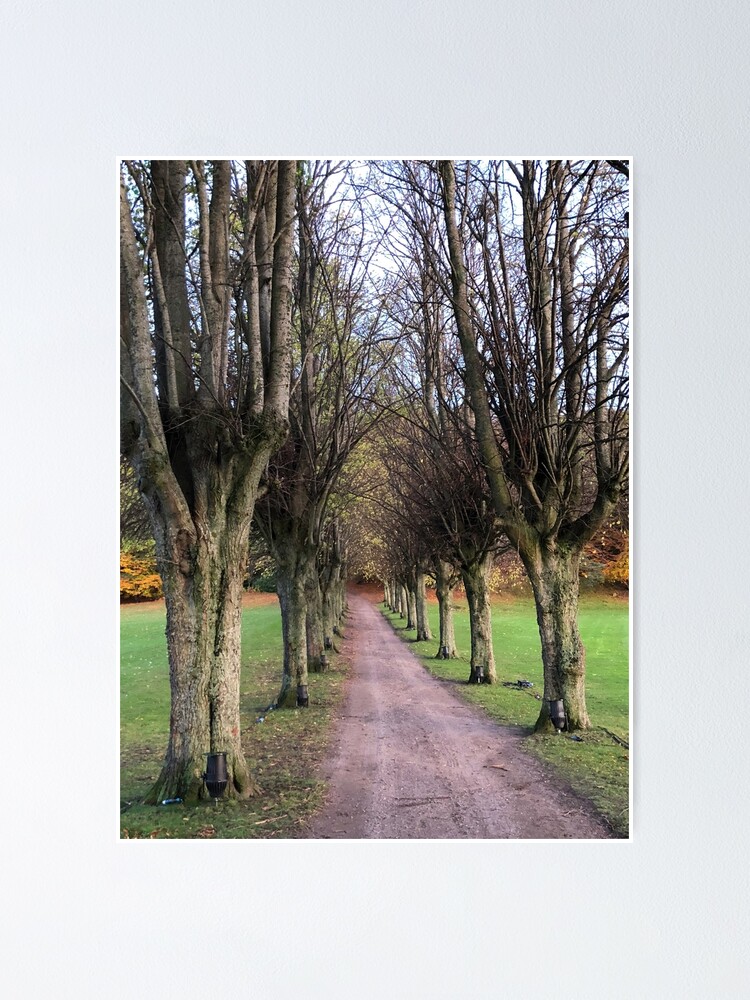 "Trees in Forres " Poster for Sale by chrisdwood7 | Redbubble