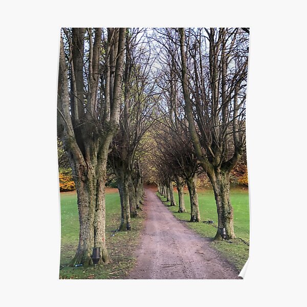 "Trees in Forres " Poster for Sale by chrisdwood7 | Redbubble