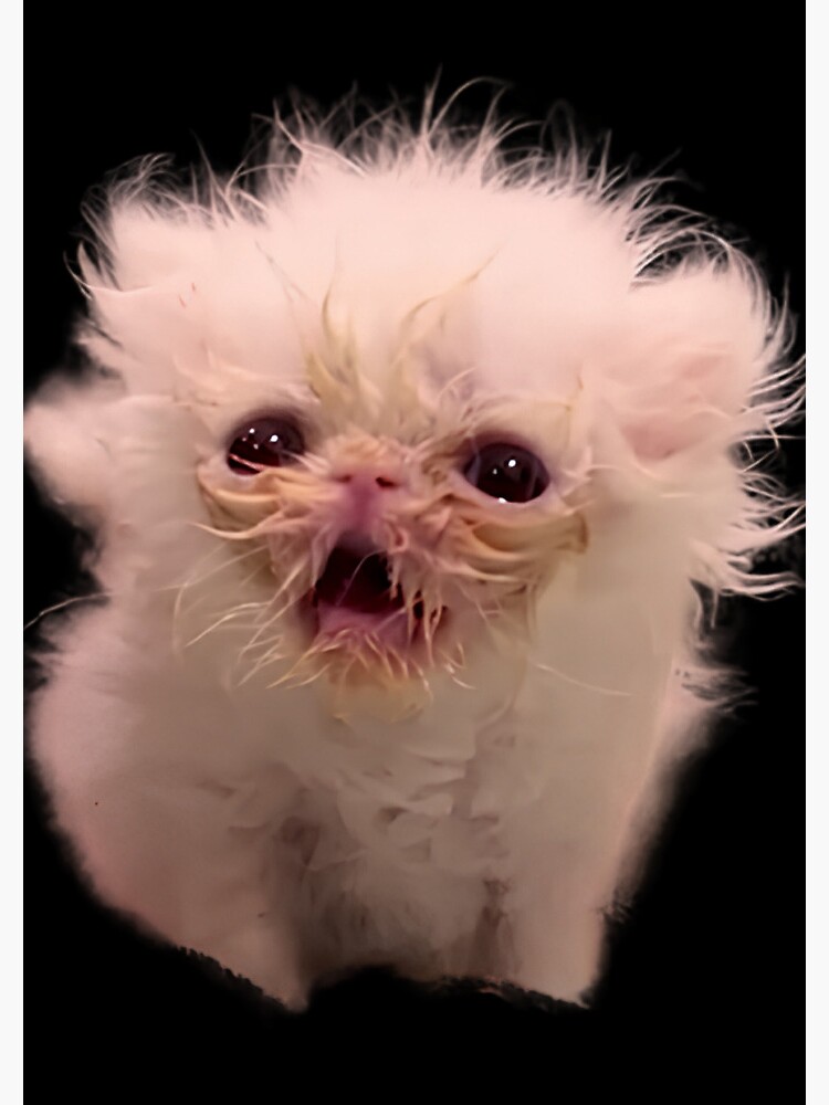 "Wisp Cat Meme " Spiral Notebook for Sale by Reo12 | Redbubble