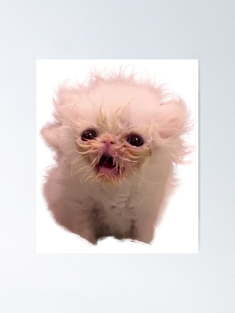 "Wisp Cat Meme " Poster for Sale by Reo12 | Redbubble