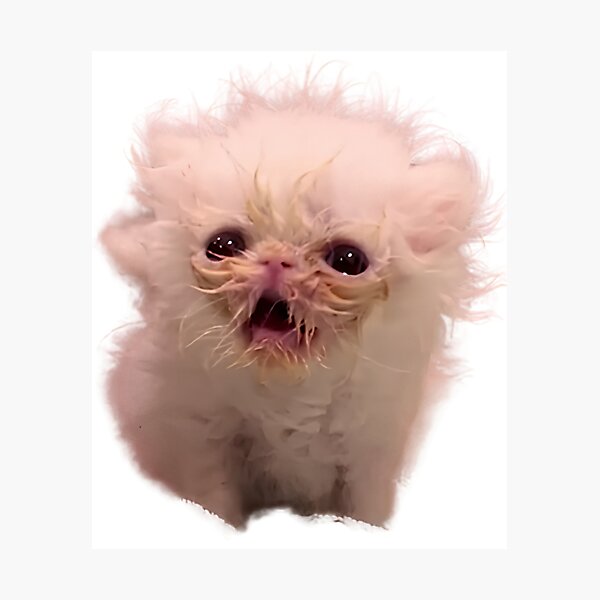 "Wisp Cat Meme " Photographic Print for Sale by Reo12 | Redbubble