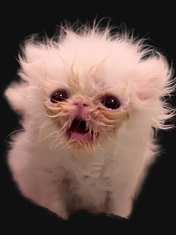 "Wisp Cat Meme " Essential T-Shirt for Sale by Reo12 | Redbubble