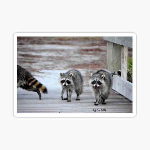 "Twin Raccoons (Procyon,lotor)" Sticker by oreproductions | Redbubble