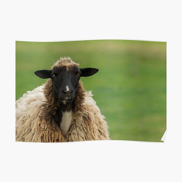 "Leader of The Flock" Poster by metriognome | Redbubble