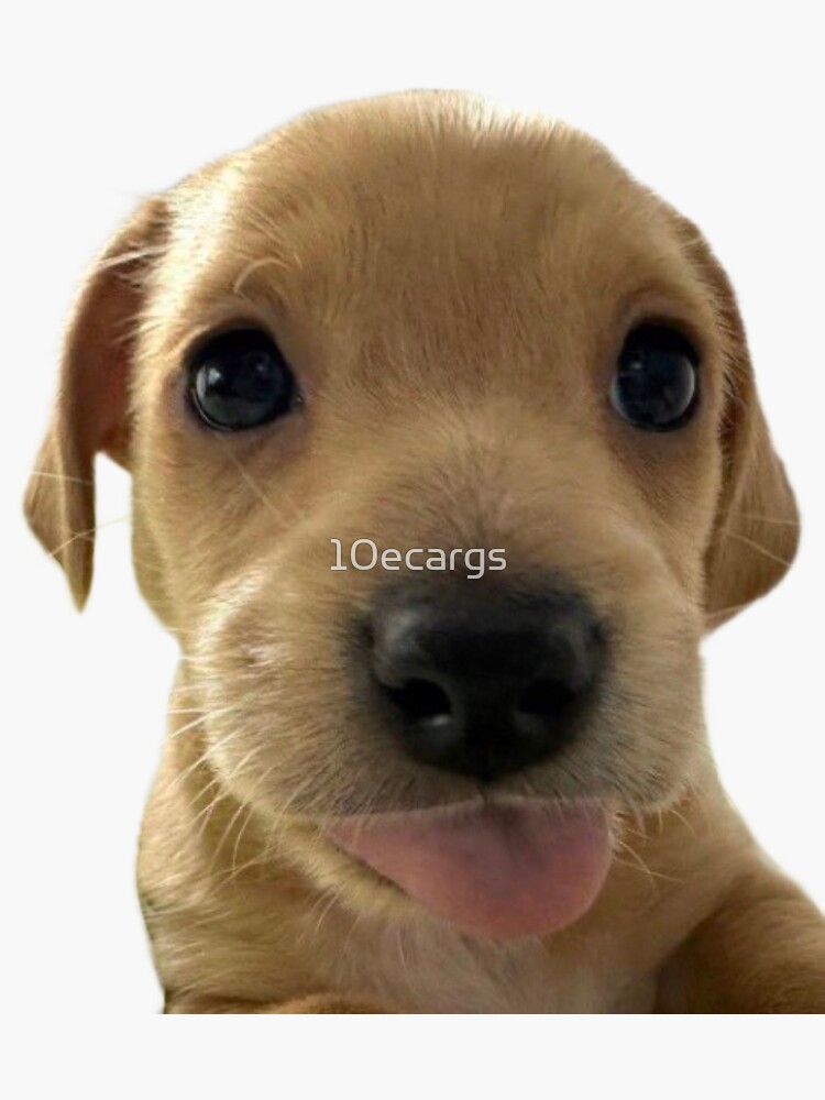 "Silly Dog Puppy Tongue Meme Sticker" Sticker for Sale by 10ecargs ...