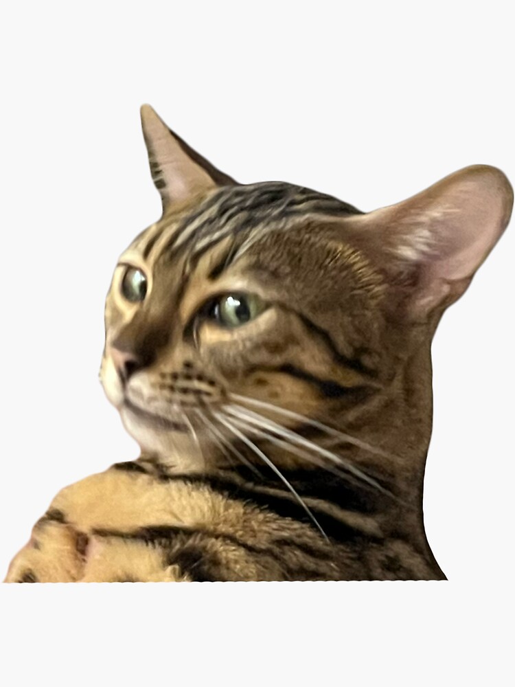 "Judging cat face meme" Sticker for Sale by snadesign | Redbubble