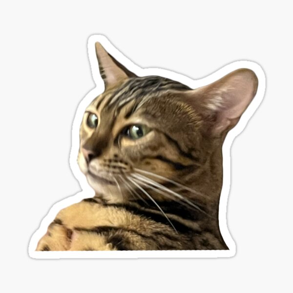"Judging cat face meme" Sticker for Sale by snadesign | Redbubble