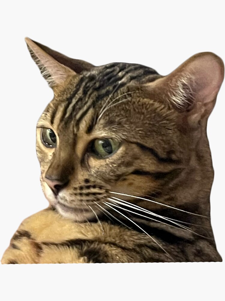 "sad cat face meme" Sticker for Sale by snadesign | Redbubble