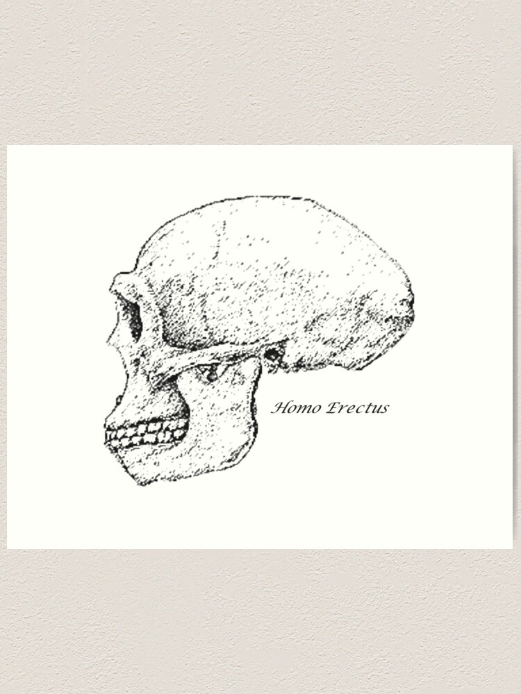 Homo Erectus Skull Drawing Homo Erectus Skull #1 Kids T Shirt