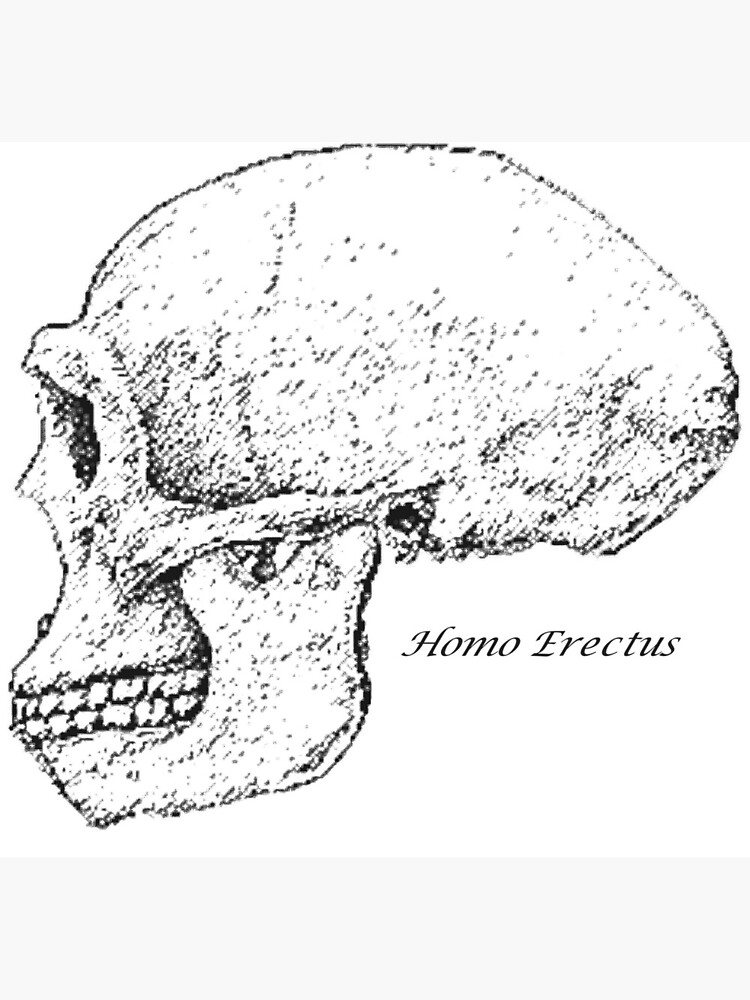 Homo Erectus Skull Drawing Homo Erectus Skull #1 Kids T Shirt