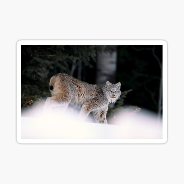 "One Last Look" Sticker for Sale by mlorenz | Redbubble