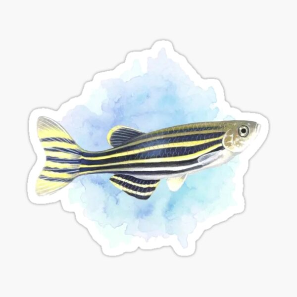 Zebrafish Merch & Gifts for Sale | Redbubble