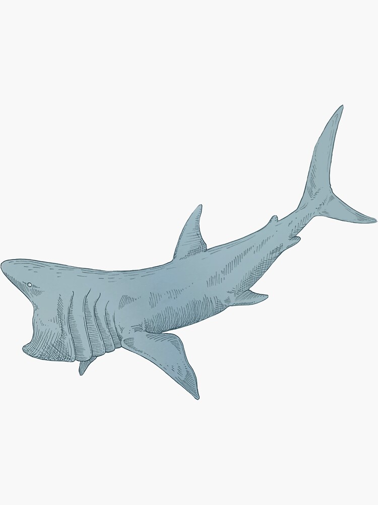 "Basking Shark" Sticker for Sale by caroline-arts5 | Redbubble