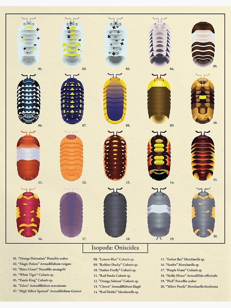 "Isopod Color Chart" Poster for Sale by SamDaytonArt | Redbubble