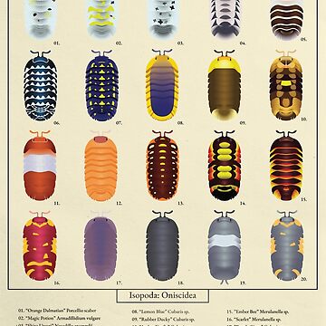 "Isopod Color Chart" Sticker for Sale by SamDaytonArt | Redbubble