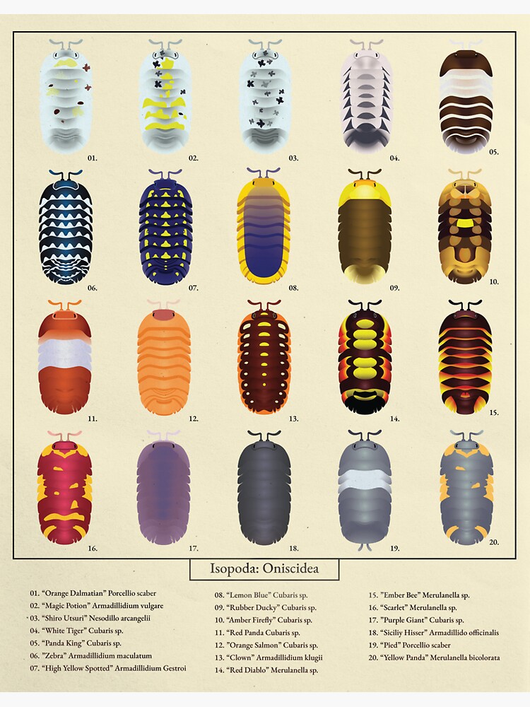 "Isopod Color Chart" Sticker for Sale by SamDaytonArt | Redbubble