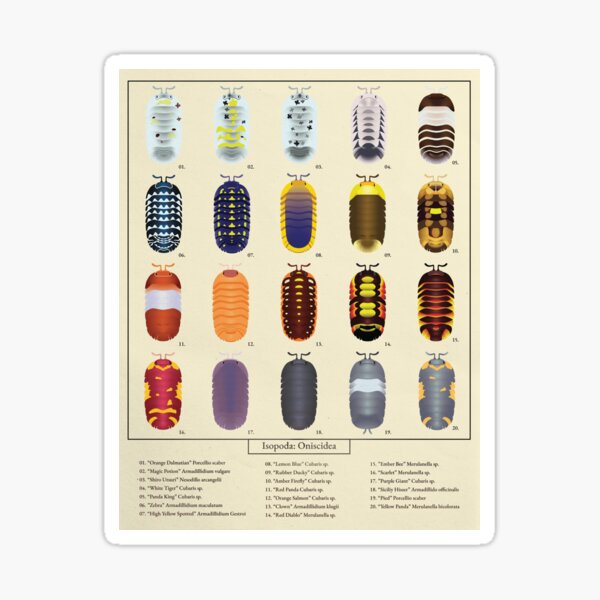 "Isopod Color Chart" Sticker for Sale by SamDaytonArt | Redbubble