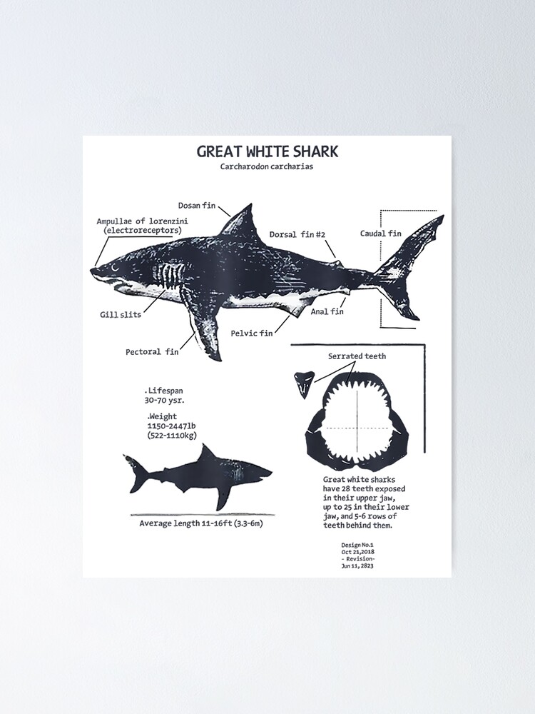 "Great White Shark Anatomy | Marine Biologist | Shark Lovers" Poster ...