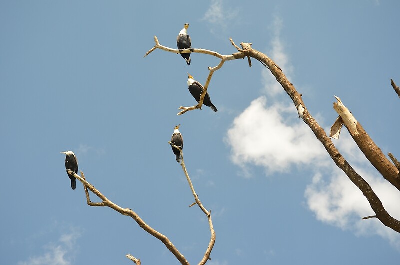 "Birds in a tree in Baringo" by Jessamy83 | Redbubble