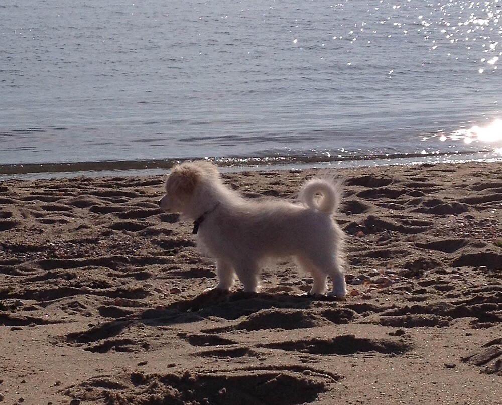 "Small Dog on a Big Beach" by Jessamy83 | Redbubble