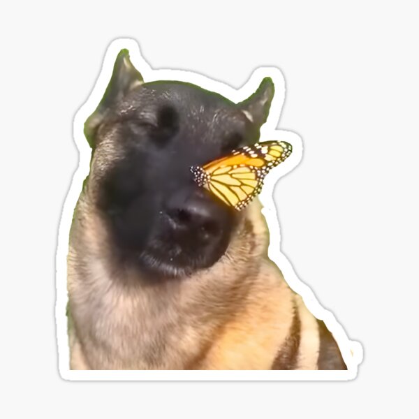 "I Have No Enemies | Butterfly & Dog | TikTok Meme" Sticker for Sale by ...