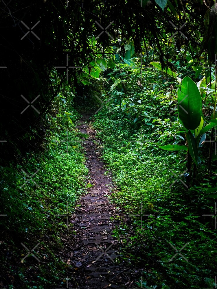 "Dark jungle path in the rainforest, Monteverde, Ecuador" Art Print by ...