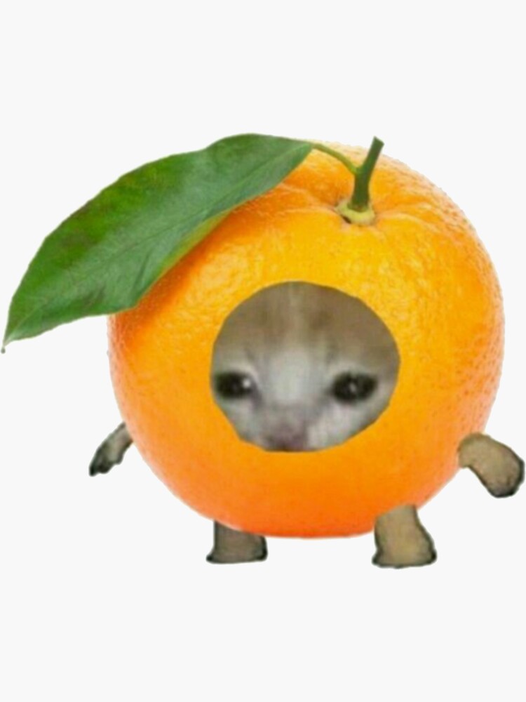 " Fruit Cats Meme" Sticker for Sale by DumbBunny- | Redbubble