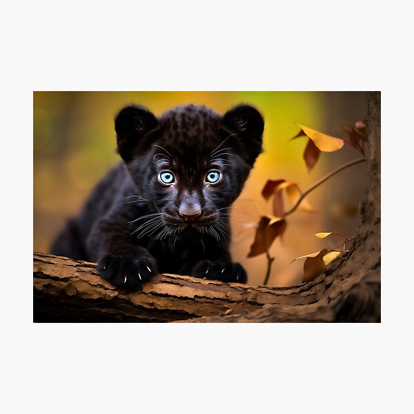 Cachorros De Pantera Negra Las Panteras Negras Son Estériles? En