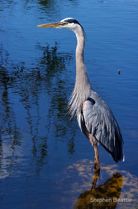 "Great Blue Heron - The Whole Bird" by Stephen Beattie | Redbubble
