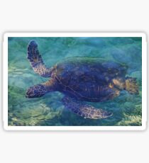 Honu: Stickers | Redbubble