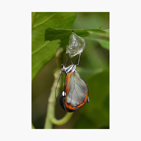 Glasswing Gifts & Merchandise | Redbubble