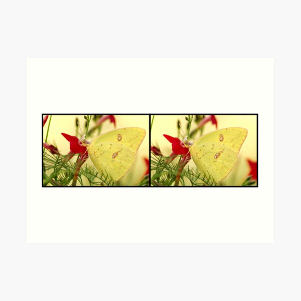 "3-D Cross-eye Stereogram Butterfly" Art Print for Sale by ...