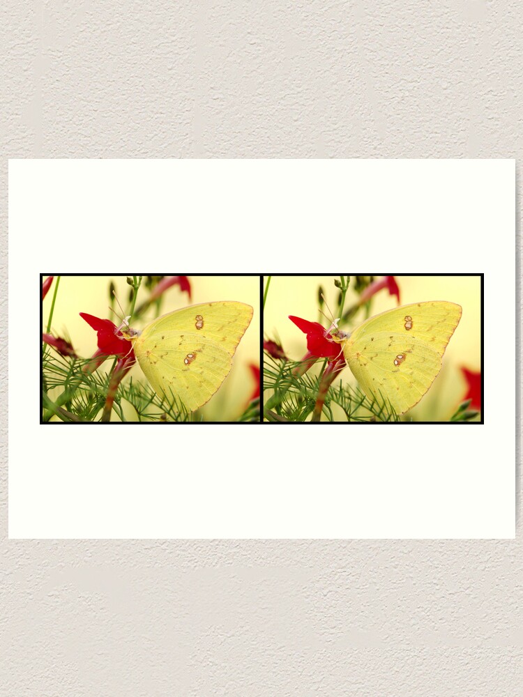 "3-D Cross-eye Stereogram Butterfly" Art Print for Sale by ...