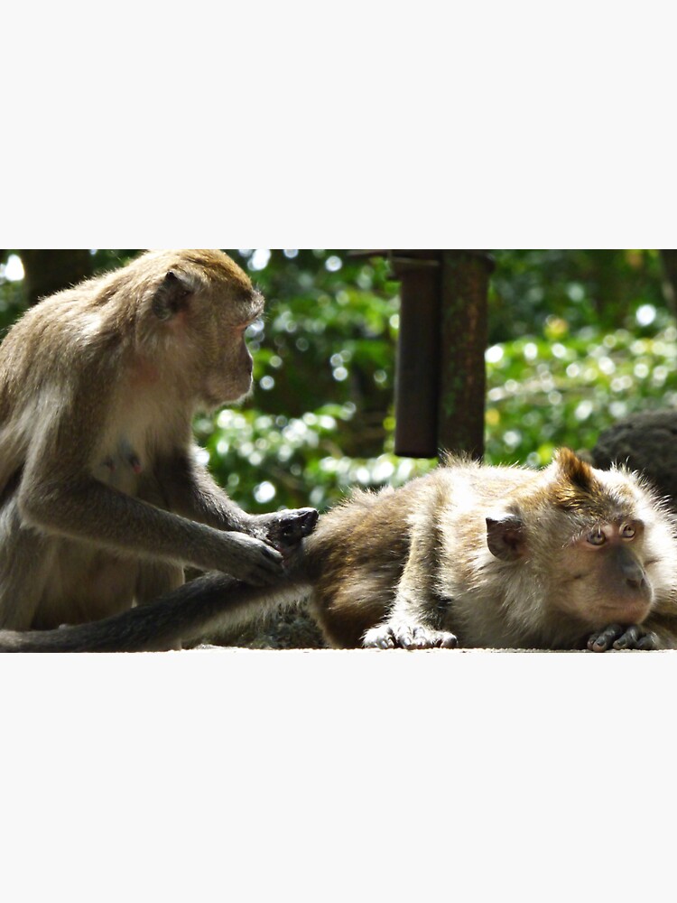 "Monkey Friends" Sticker for Sale by tomelliottyo | Redbubble