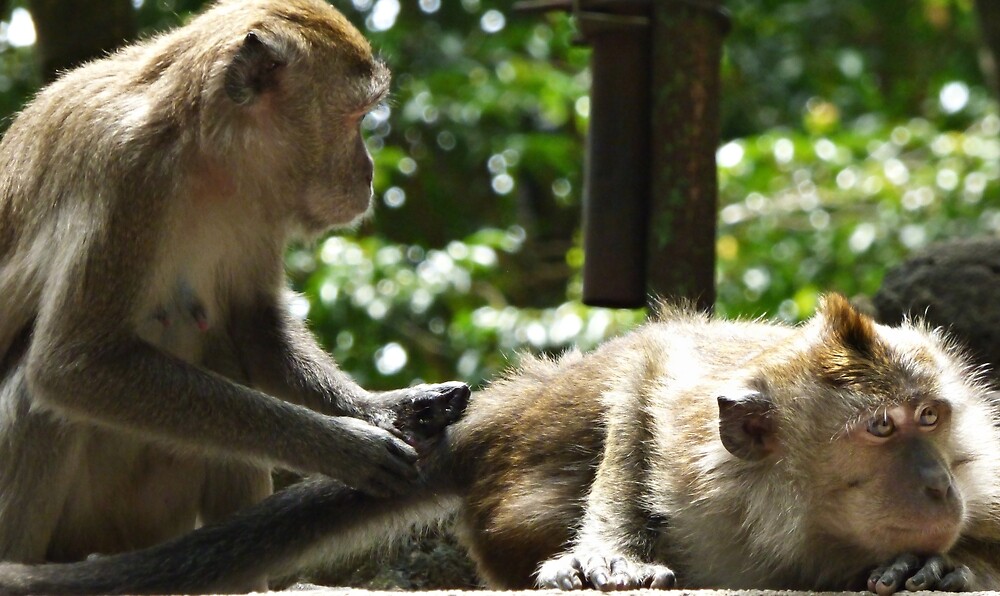 "Monkey Friends" by tomelliottyo | Redbubble