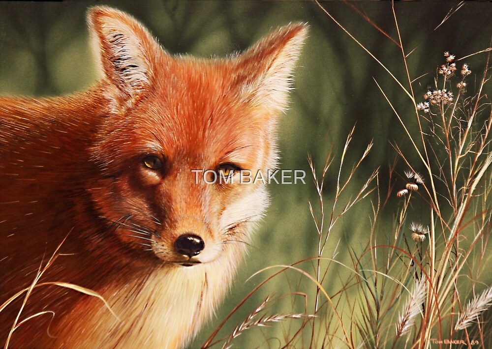 "Old Red Fox" by TOM BAKER | Redbubble