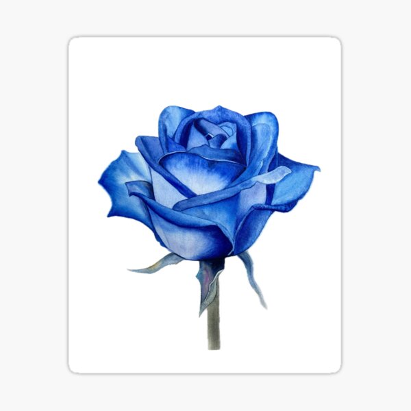 "Watercolor blue rose " Sticker for Sale by OlaArtS | Redbubble