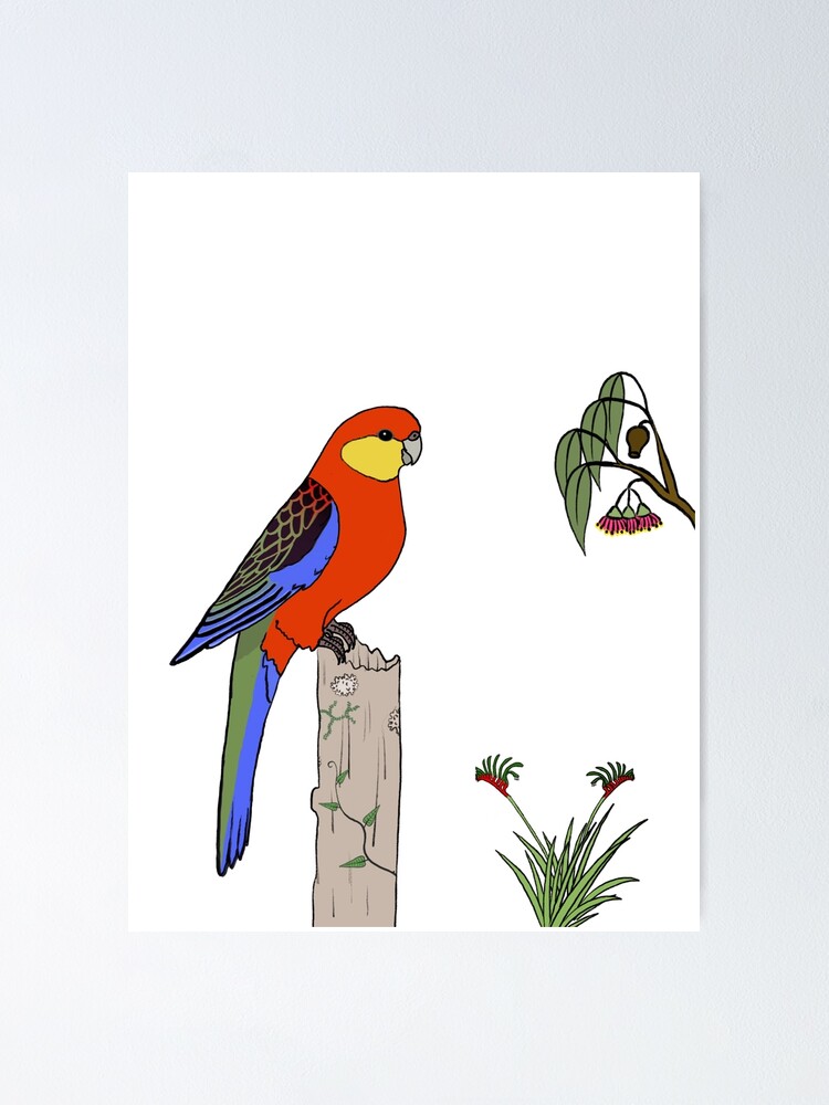 "Western Rosella" Poster for Sale by wanungara | Redbubble